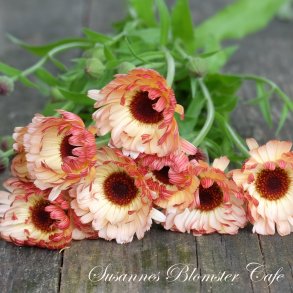 SOMMERBLOMSTER FRØ og et og to årige - Susannes Blomster Cafe