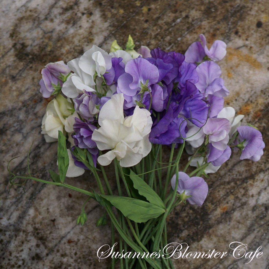 Lathyrus odoratus Pastel Mix - frø - SOMMERBLOMSTER FRØ - Susannes ...